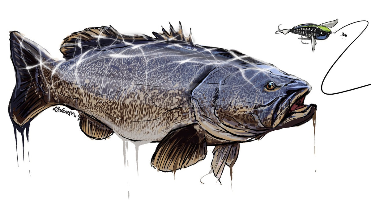Murray Cod Decal – Release Outfitters